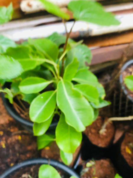 sapote tree – hariththarang